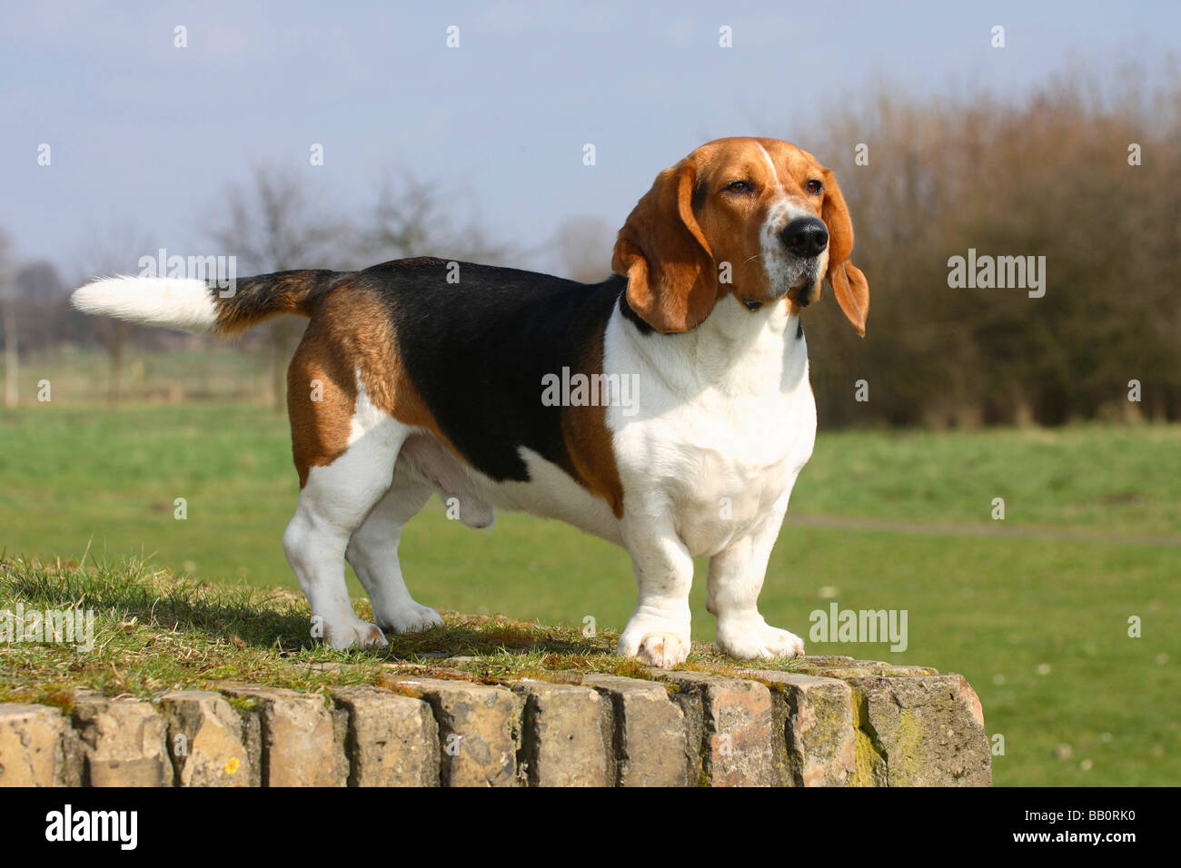 Basset Artesien Normand Stock Photo - Alamy