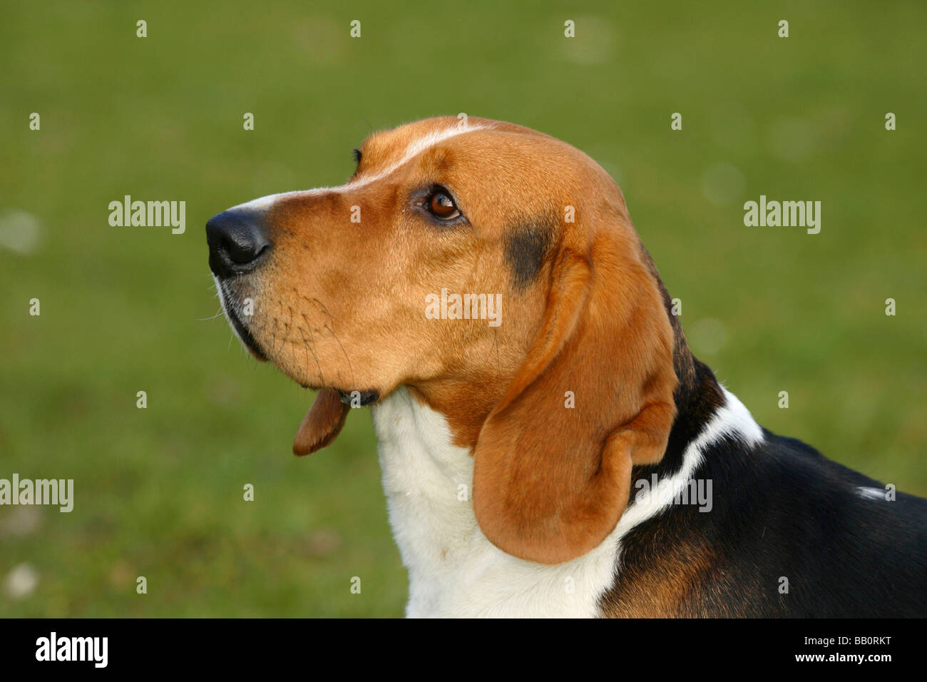 Basset Artesien Normand Stock Photo - Alamy