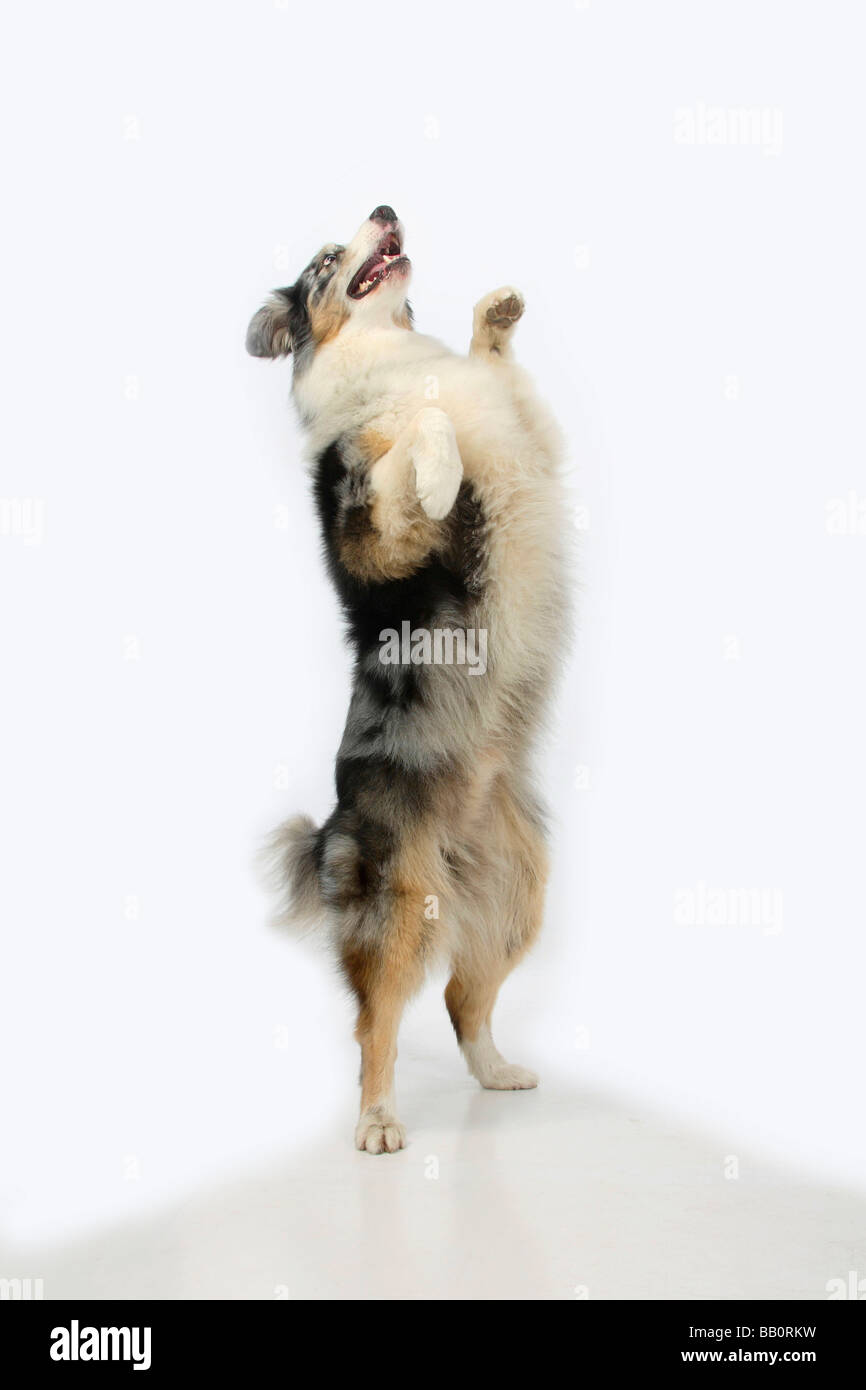 Australian Shepherd 6 years old blue merle Stock Photo - Alamy