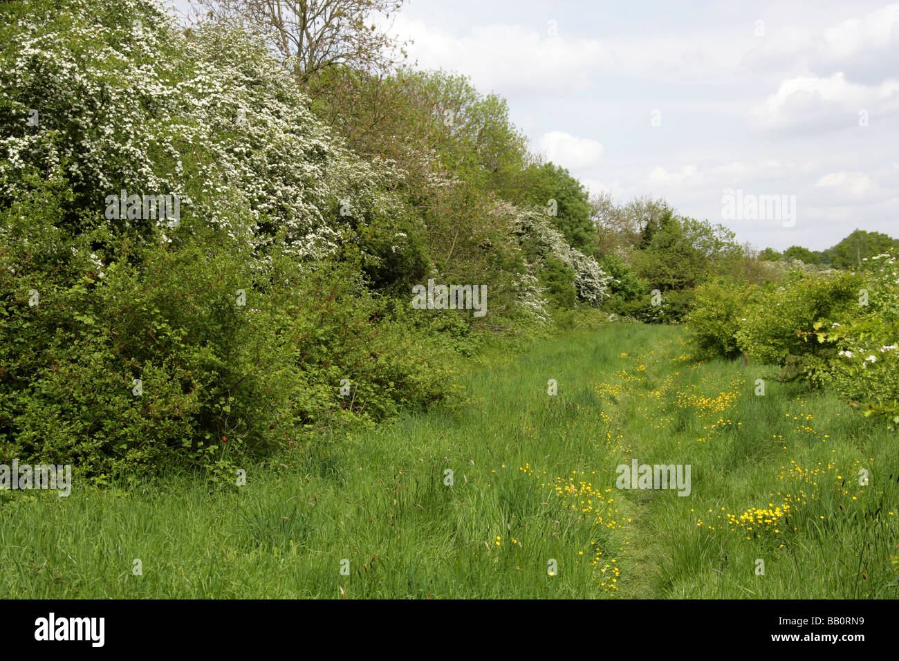 A Country Hedgerow in the UK in May Stock Photo - Alamy