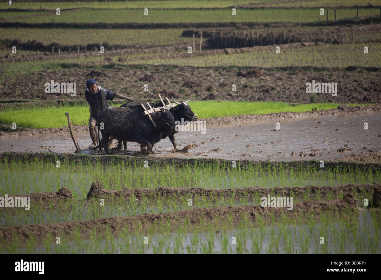 Male Nepalese farmer ploughing muddy rice field with oxen. cows ...
