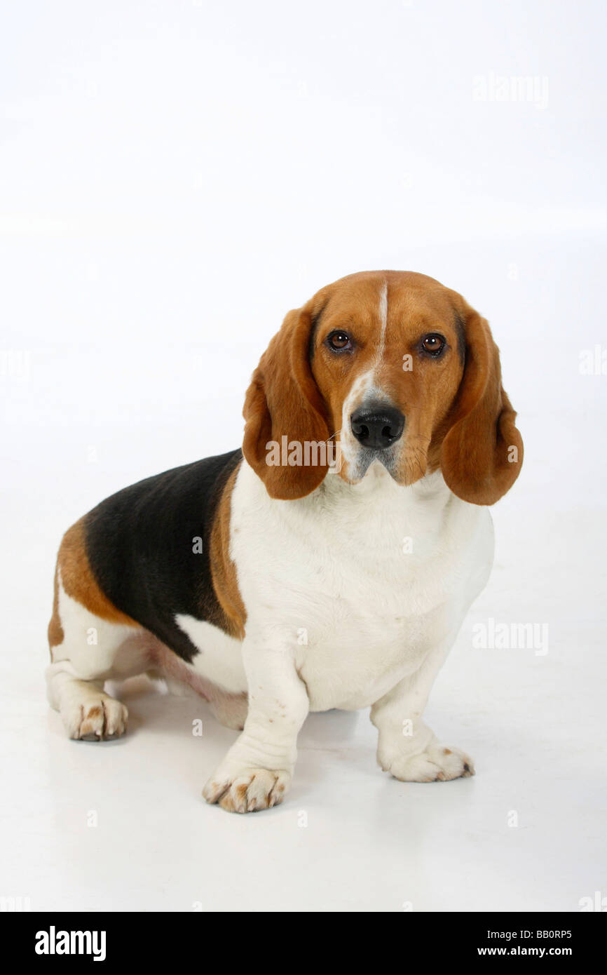 Basset Artesien Normand Stock Photo - Alamy