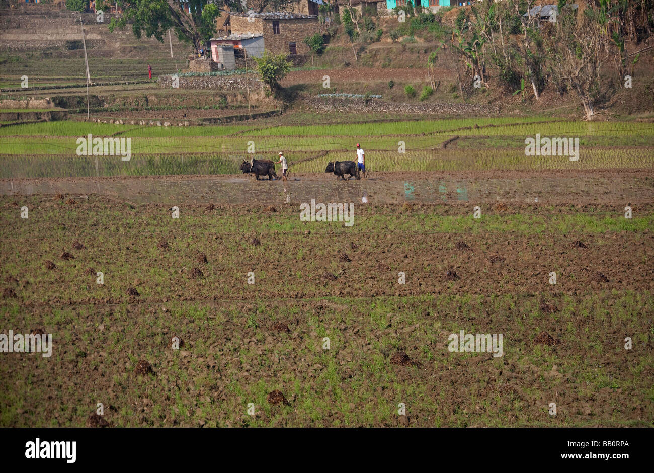 Male Nepalese farmer ploughing muddy rice field with oxen. cows ...