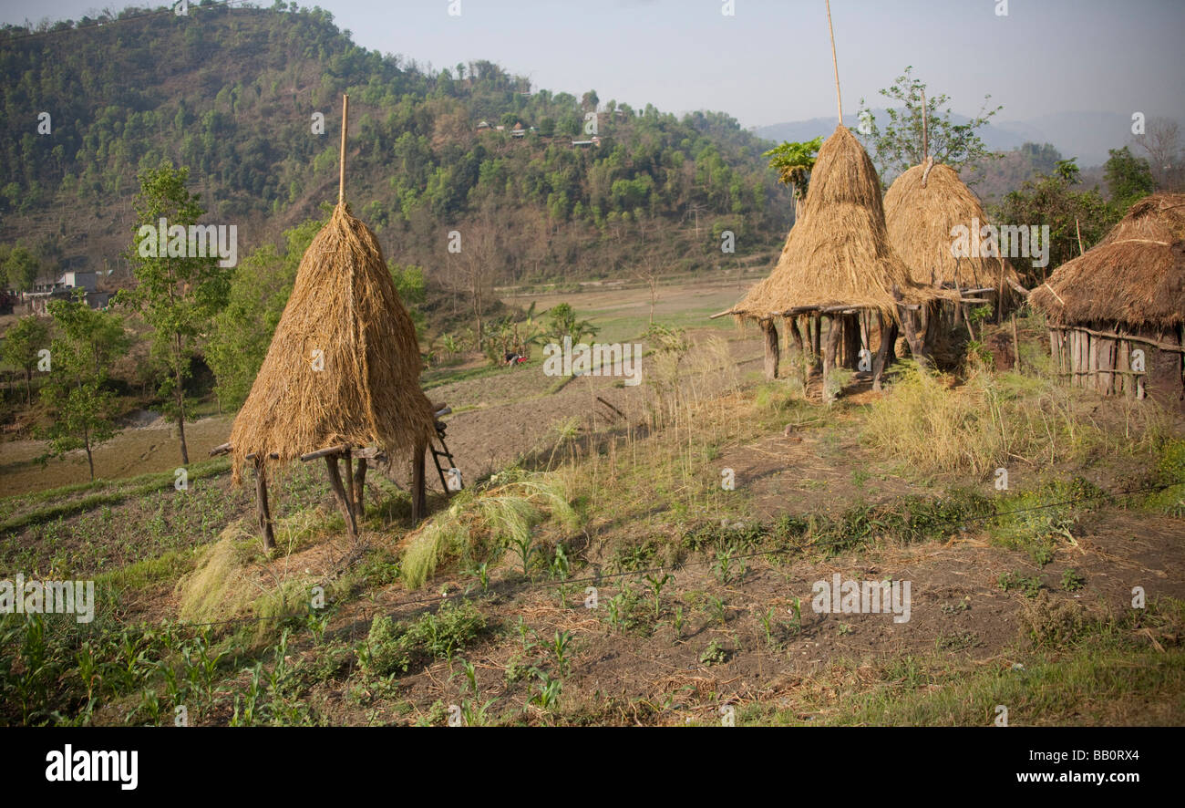 Rice straw stacks like huts in farming Kathmandu valley Nepal. View ...