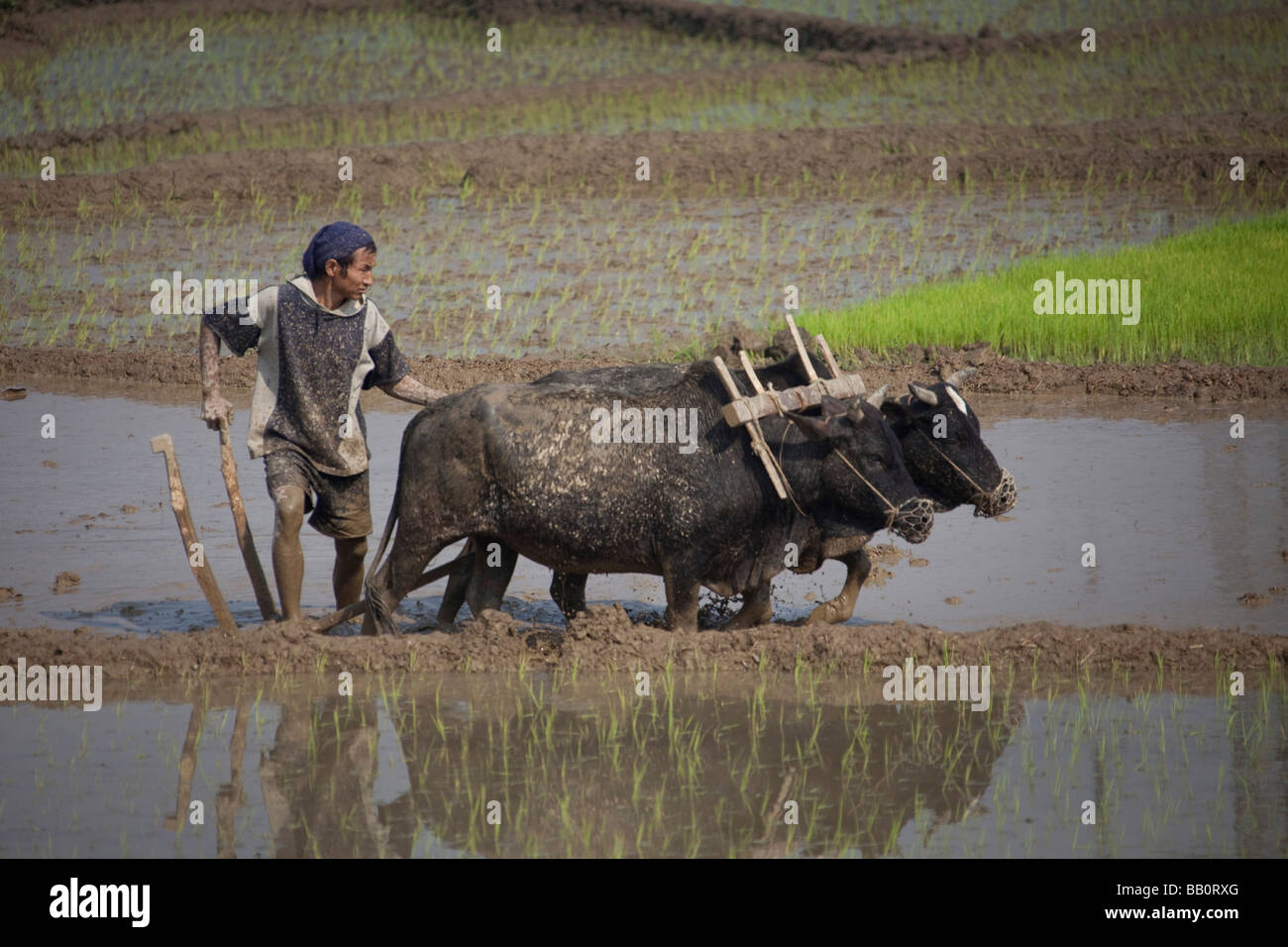 Male Nepalese farmer ploughing muddy rice field with oxen. cows ...