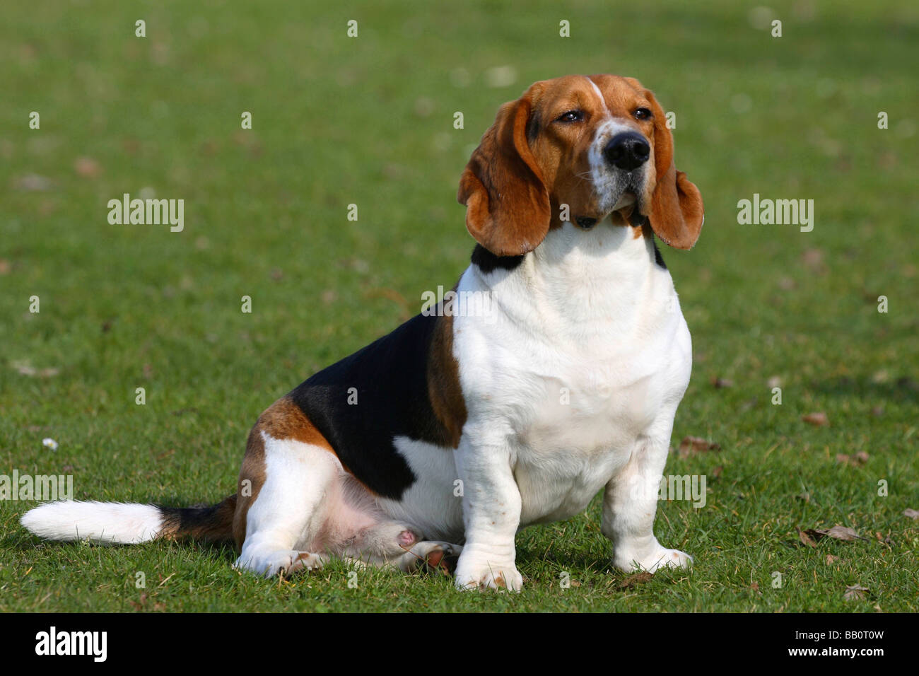 Basset Artesien Normand Stock Photo - Alamy