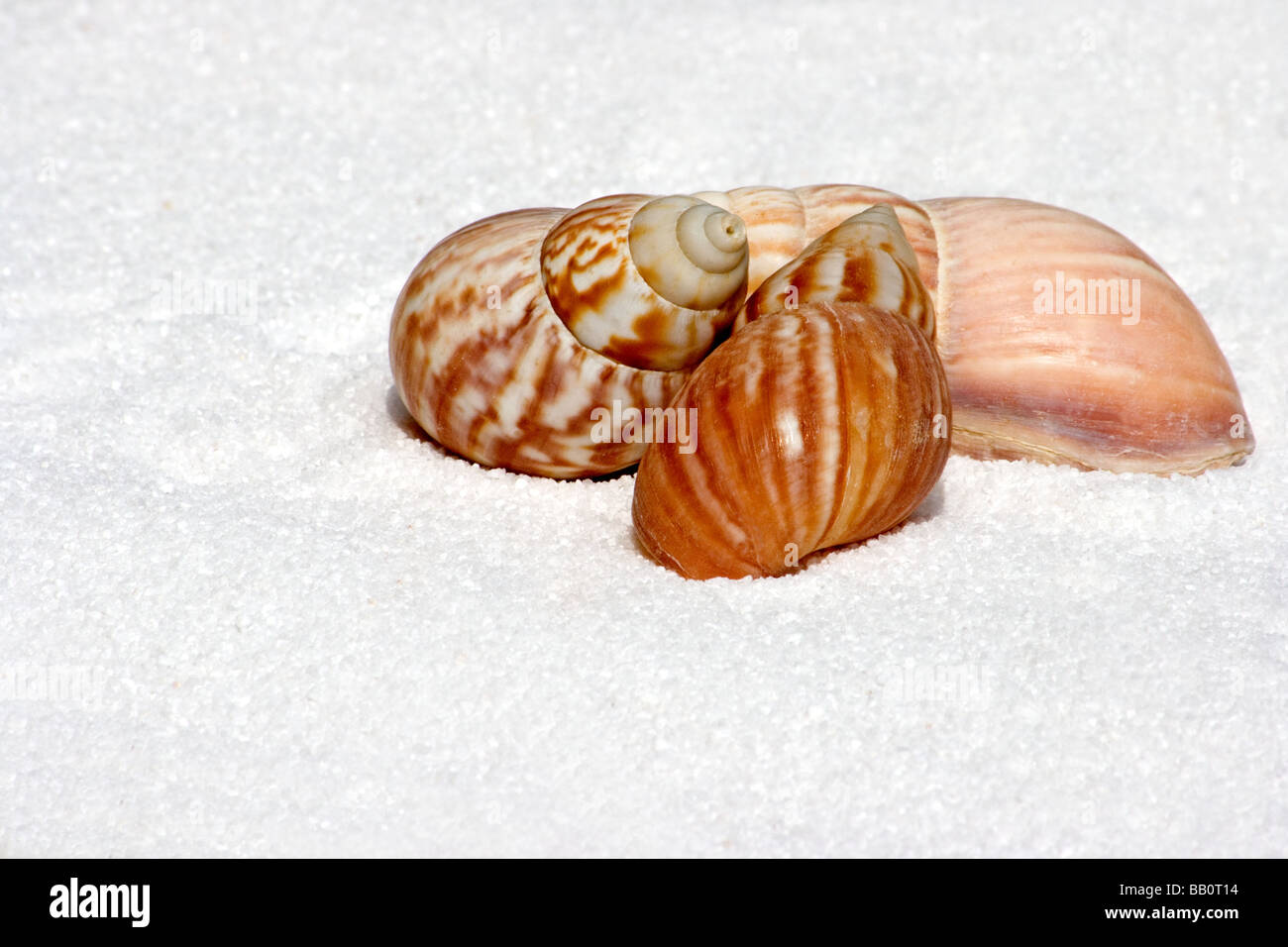 Group empty seashells on hi-res stock photography and images - Alamy