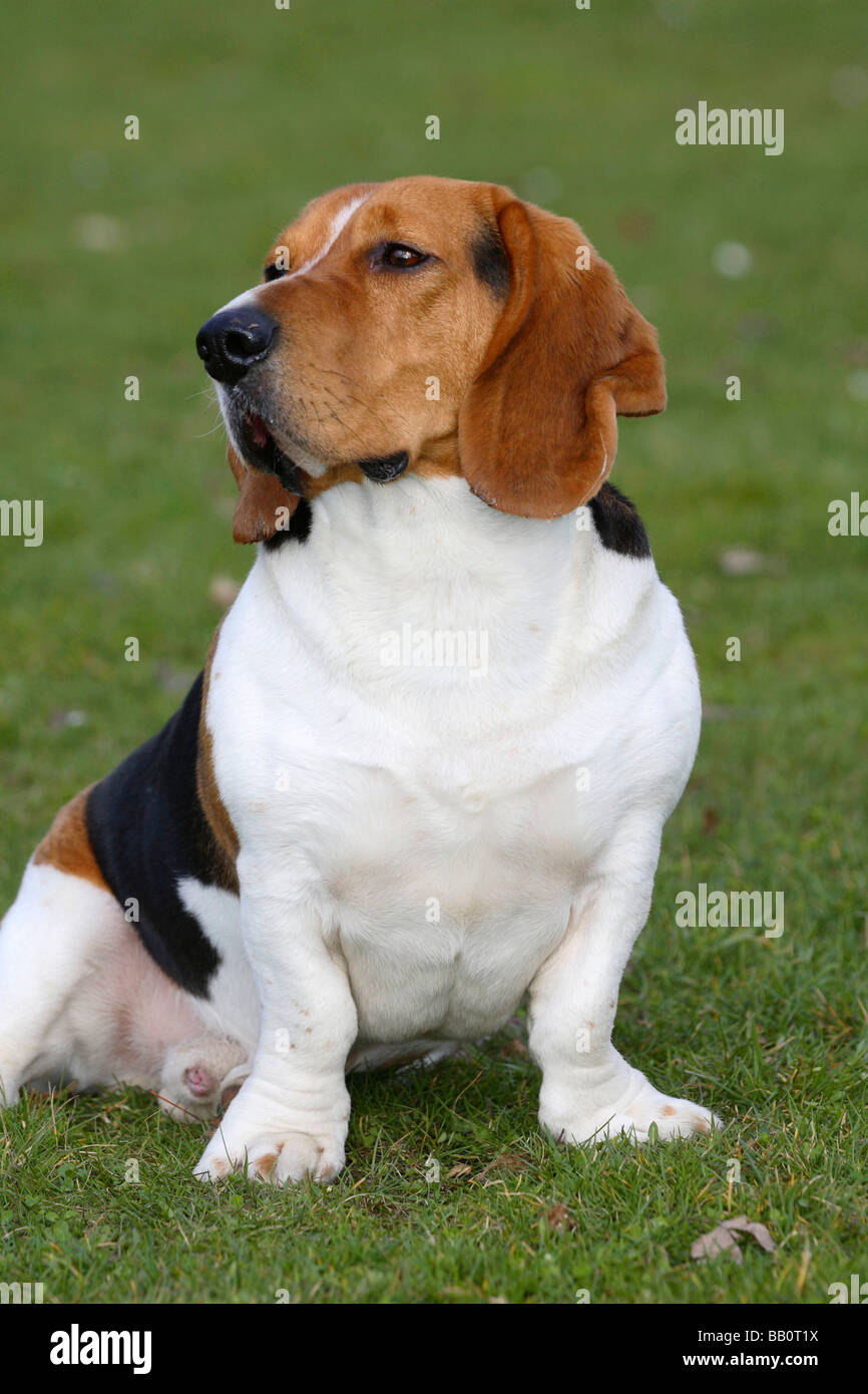Basset Artesien Normand Stock Photo - Alamy
