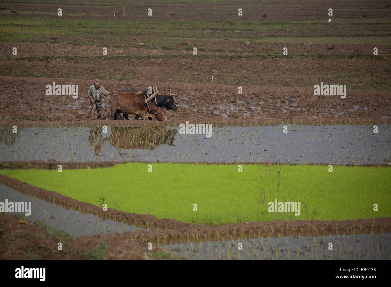 Male Nepalese farmer ploughing muddy rice field with oxen. cows ...