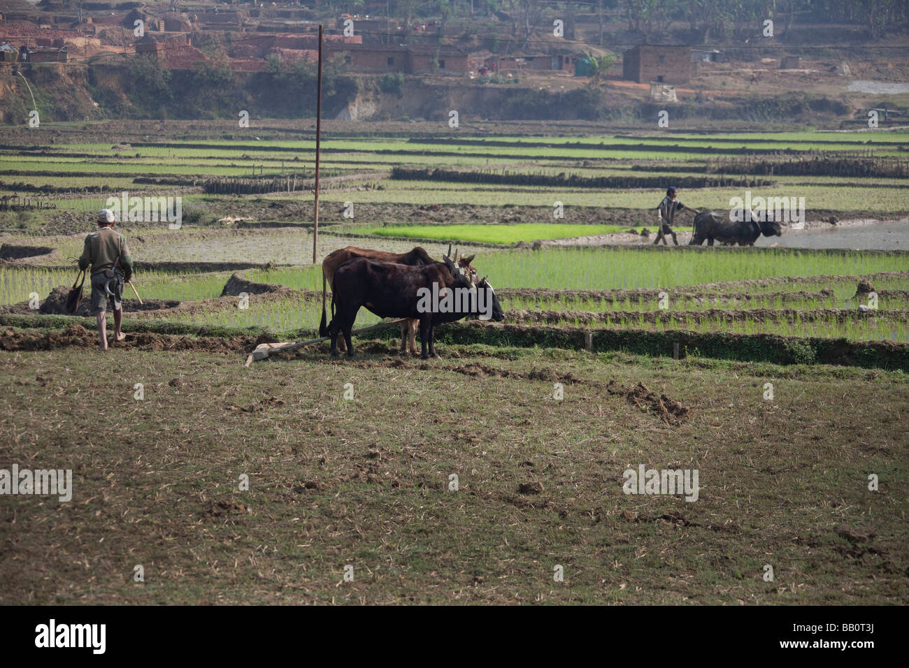 Male Nepalese farmer ploughing muddy rice field with oxen. cows ...