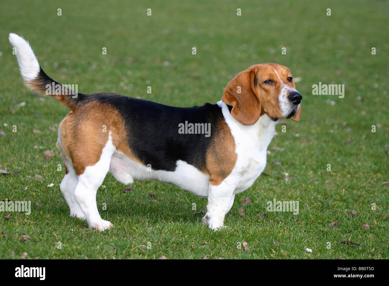 Basset Artesien Normand side Stock Photo - Alamy