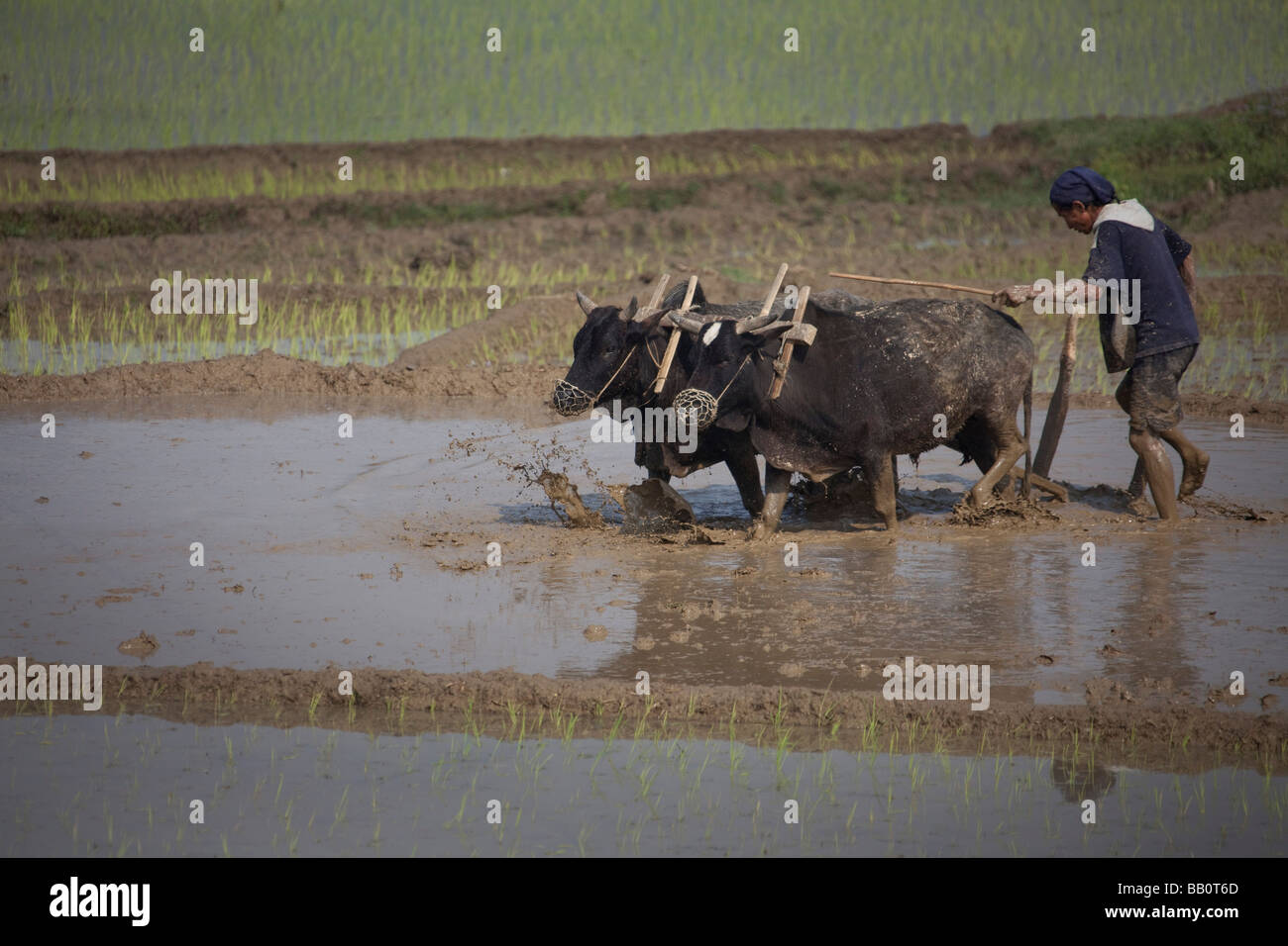 Male Nepalese farmer ploughing muddy rice field with oxen. cows. rudimentary farming Kathmandu ...