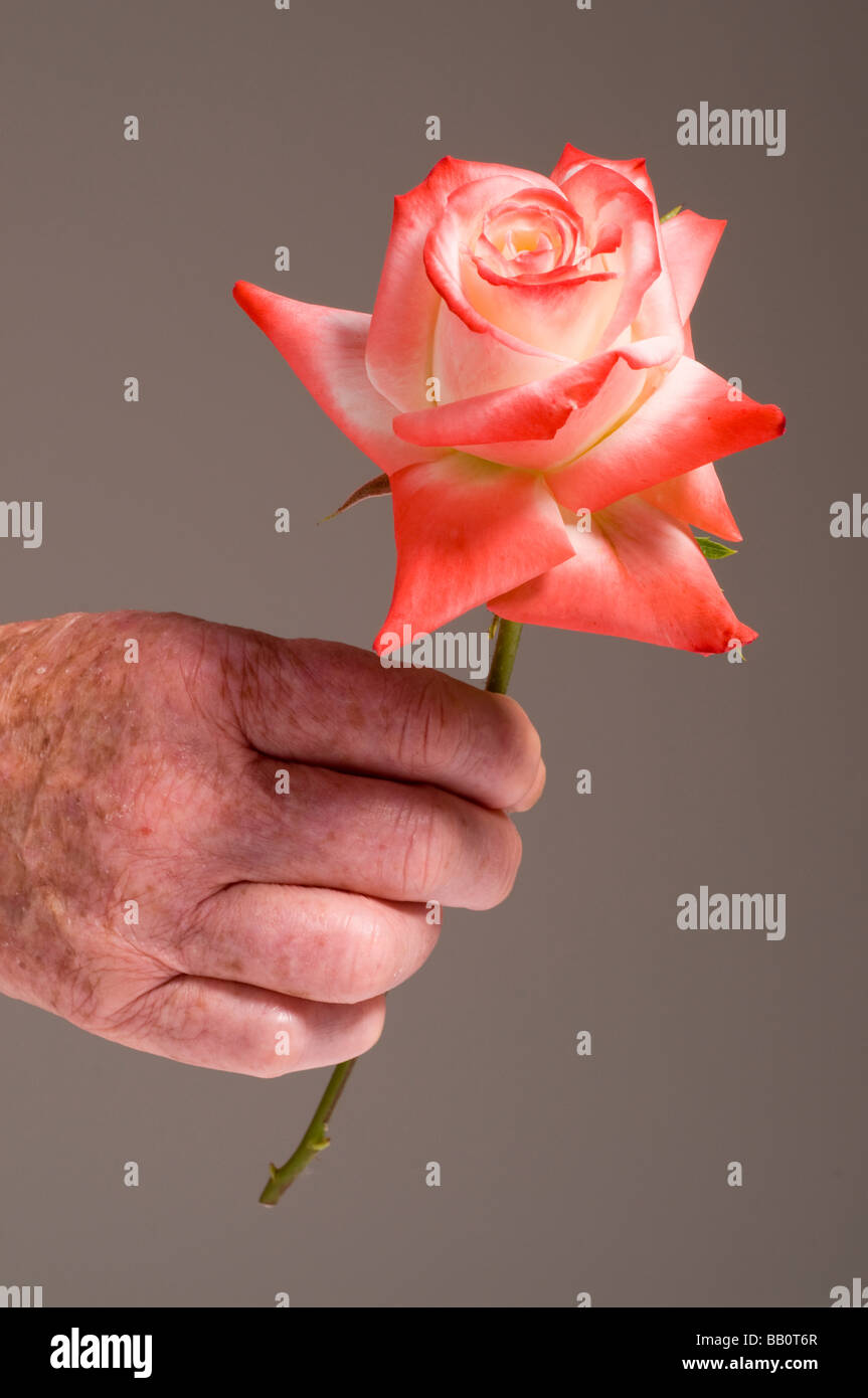Hand holding rose hi-res stock photography and images - Alamy