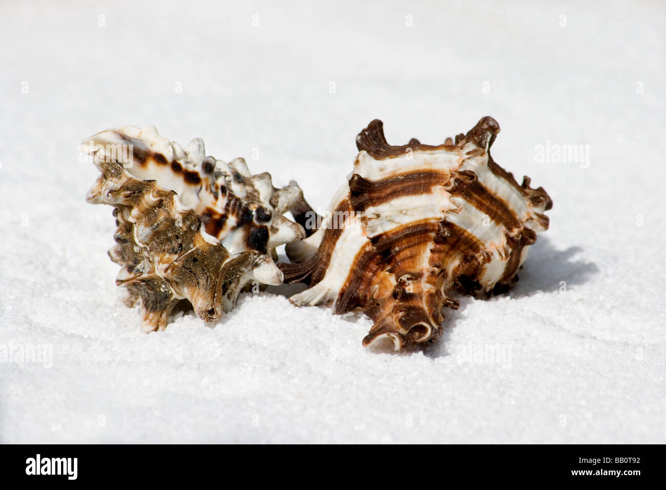 Photography horizontal close up cut out isolated backgrounds hi-res ...