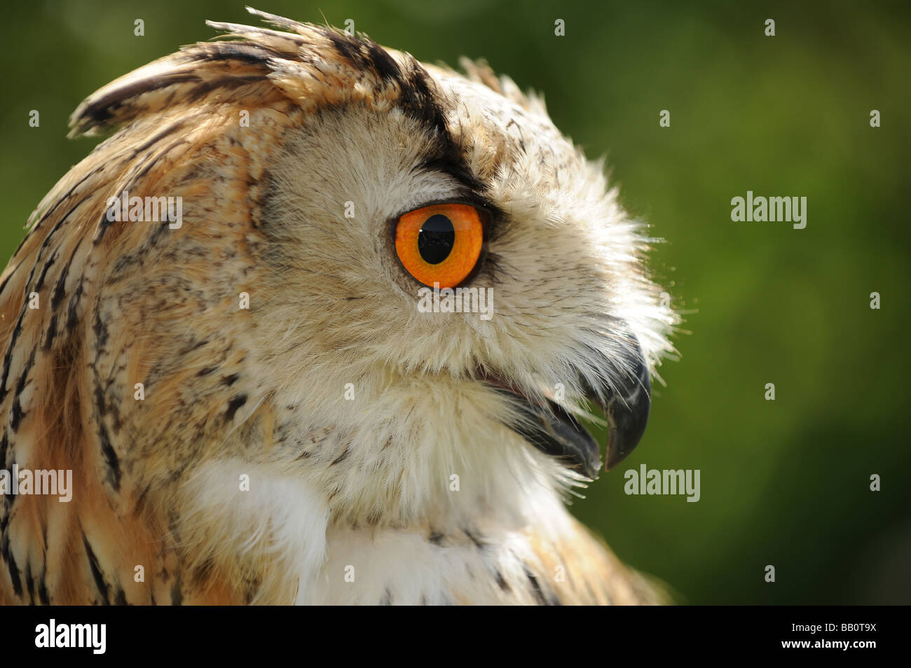 A Siberian Eagle Owl studies its prey Stock Photo - Alamy