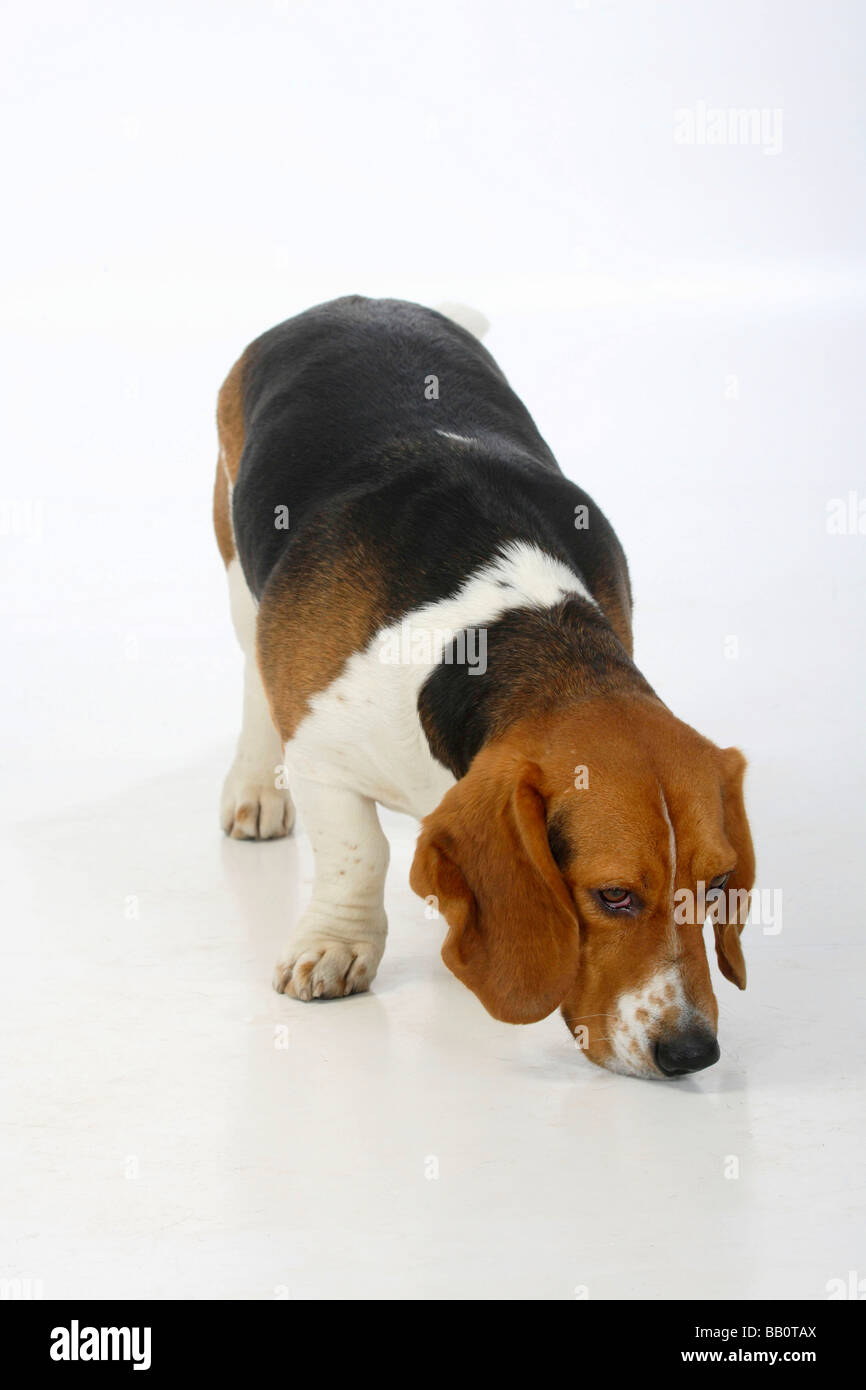 Basset Artesien Normand Stock Photo - Alamy