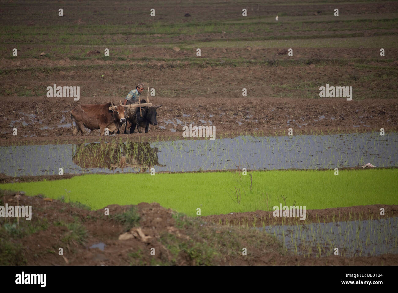 Male Nepalese farmer ploughing muddy rice field with oxen. cows ...