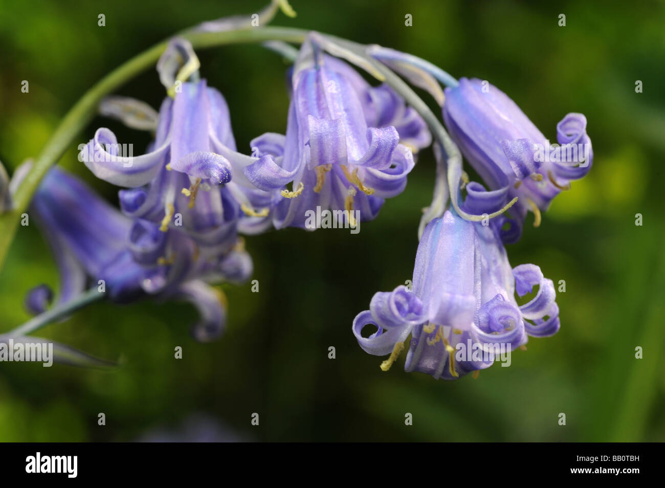 A close up of bluebells in a British woodland Stock Photo - Alamy