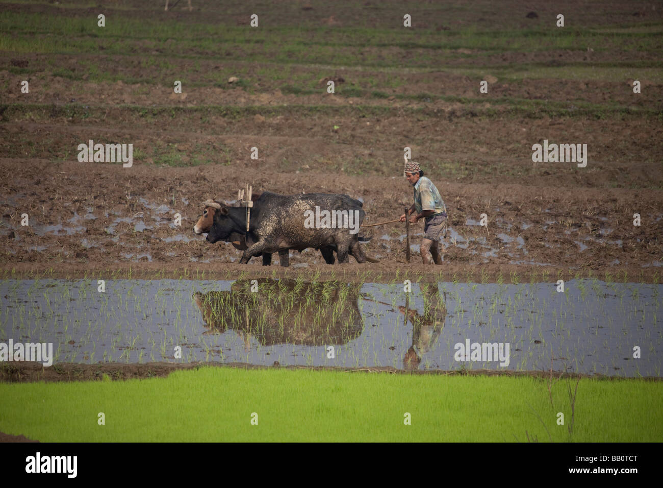Male Nepalese farmer ploughing muddy rice field with oxen. cows ...