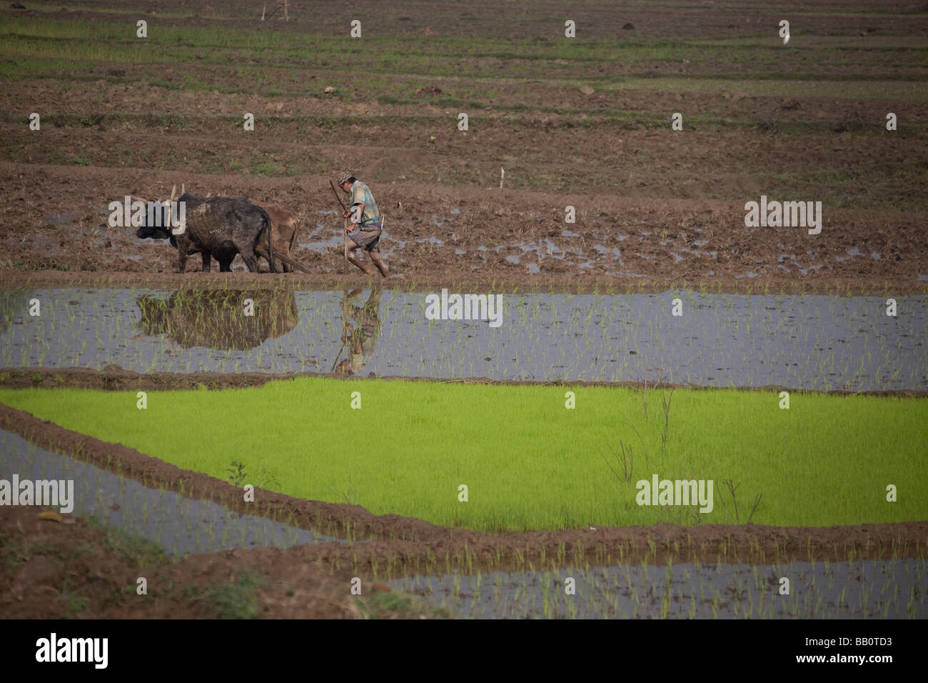 Male Nepalese farmer ploughing muddy rice field with oxen. cows ...