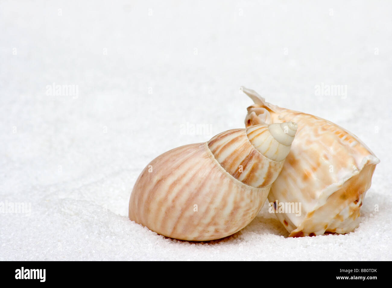 Seashells on white sand Stock Photo - Alamy