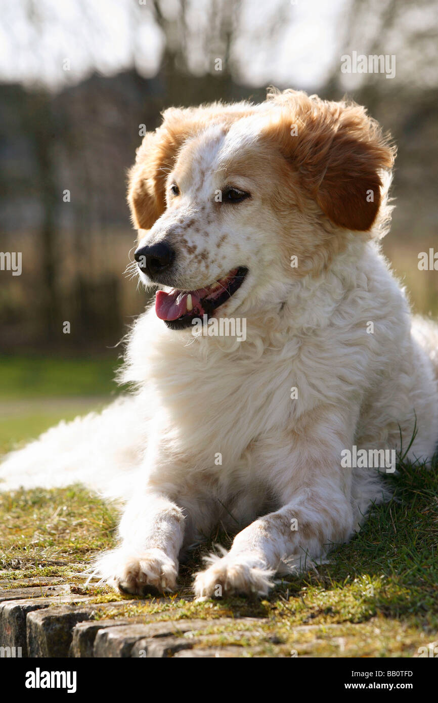 Mixed Breed Dog Stock Photo - Alamy