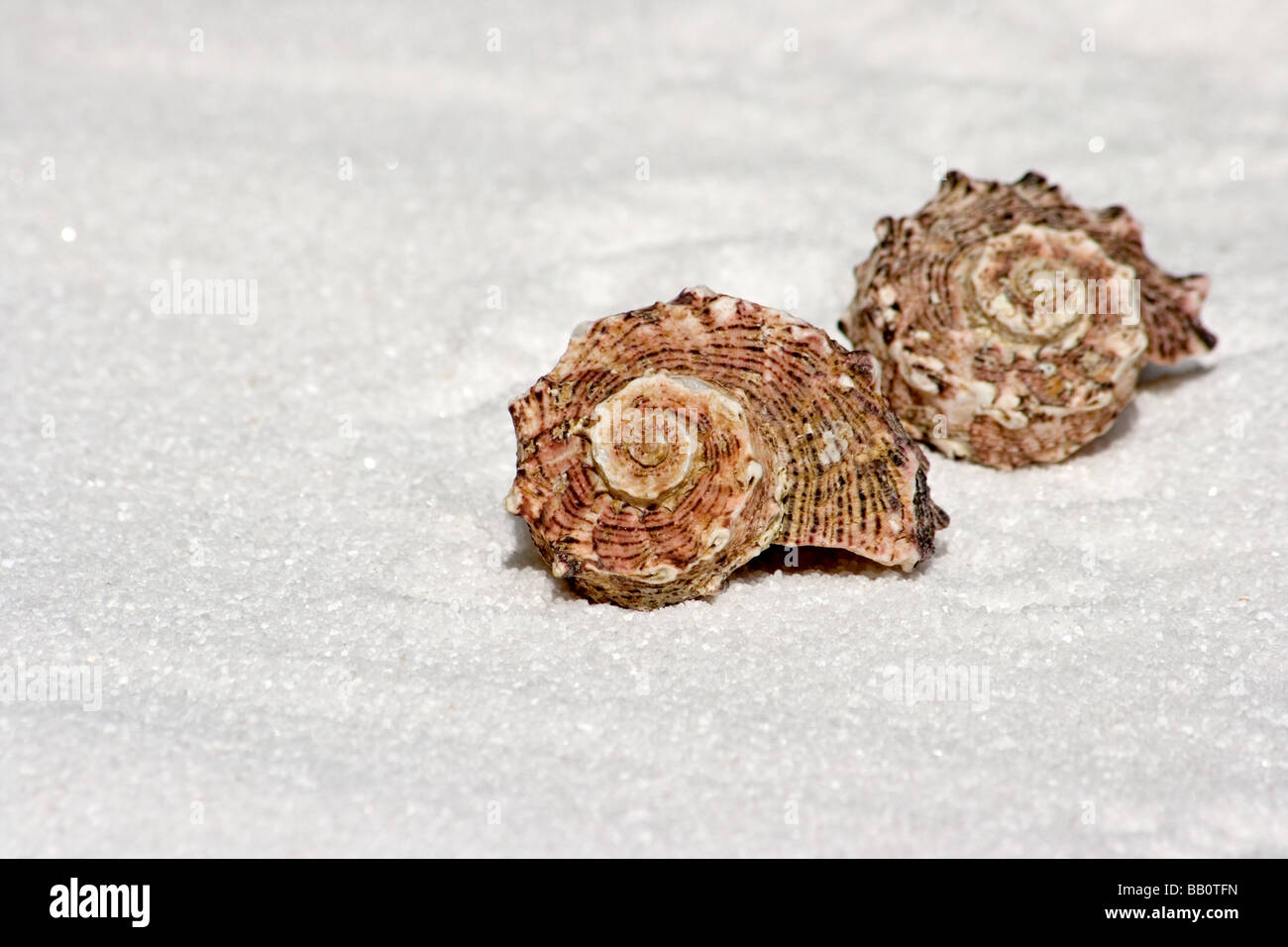 Seashells on white sand Stock Photo - Alamy