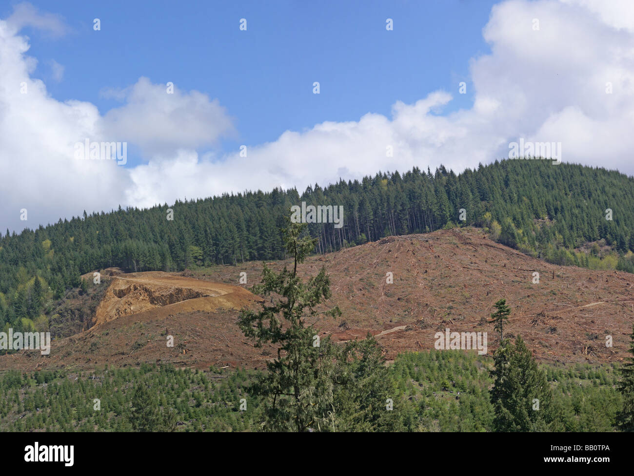 Panorama Clear cut logging slope just outside Willamette National ...