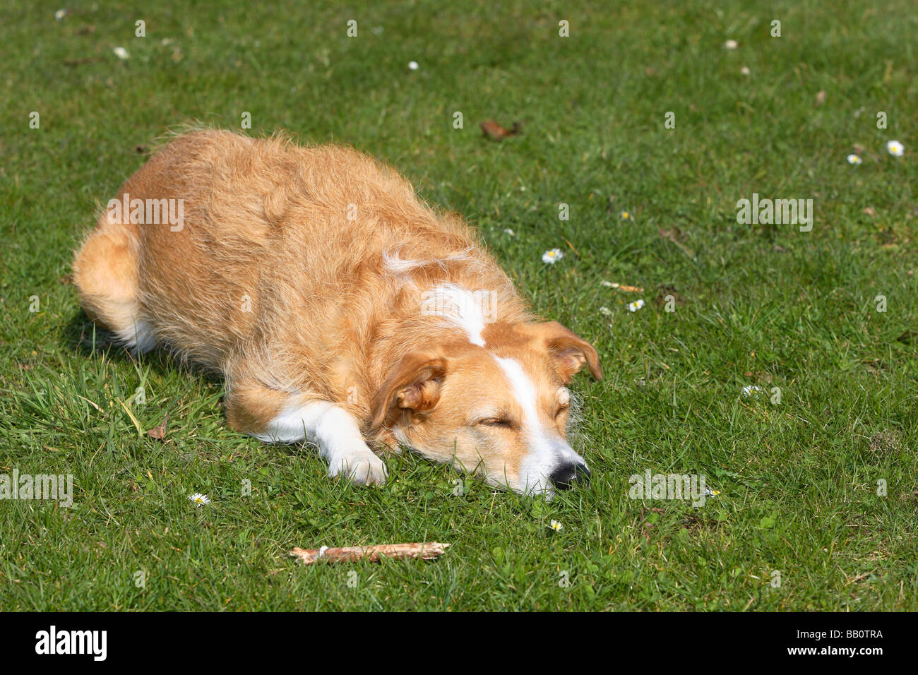 Sunshine animals hi-res stock photography and images - Alamy