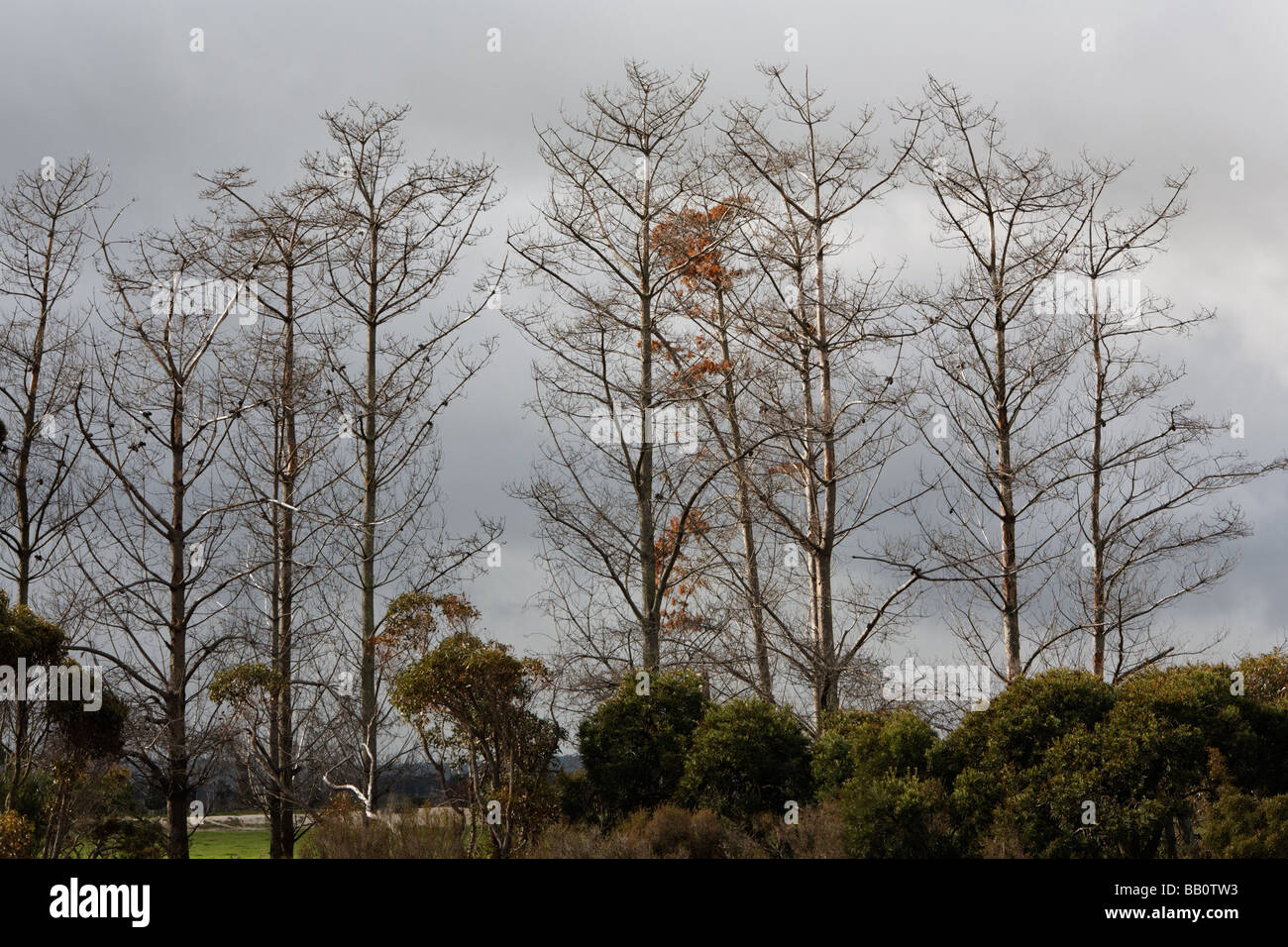 Winter Trees On A Bleak Day Stock Photo - Alamy