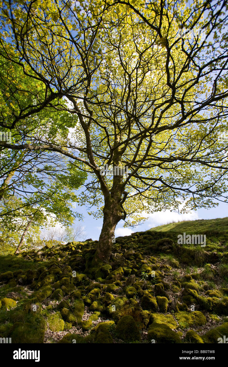 A tree in early leaf in spring Stock Photo - Alamy