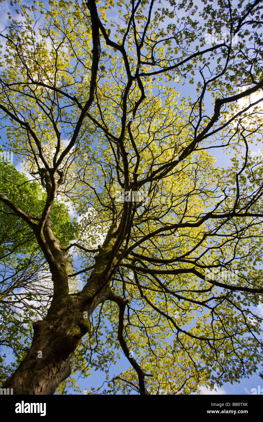 A tree in early leaf in spring Stock Photo - Alamy