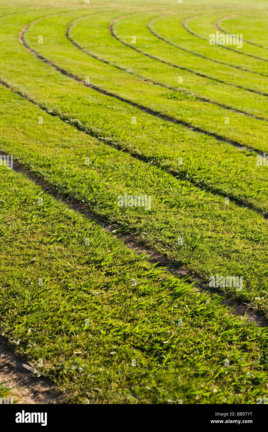 empty grass race track Stock Photo - Alamy