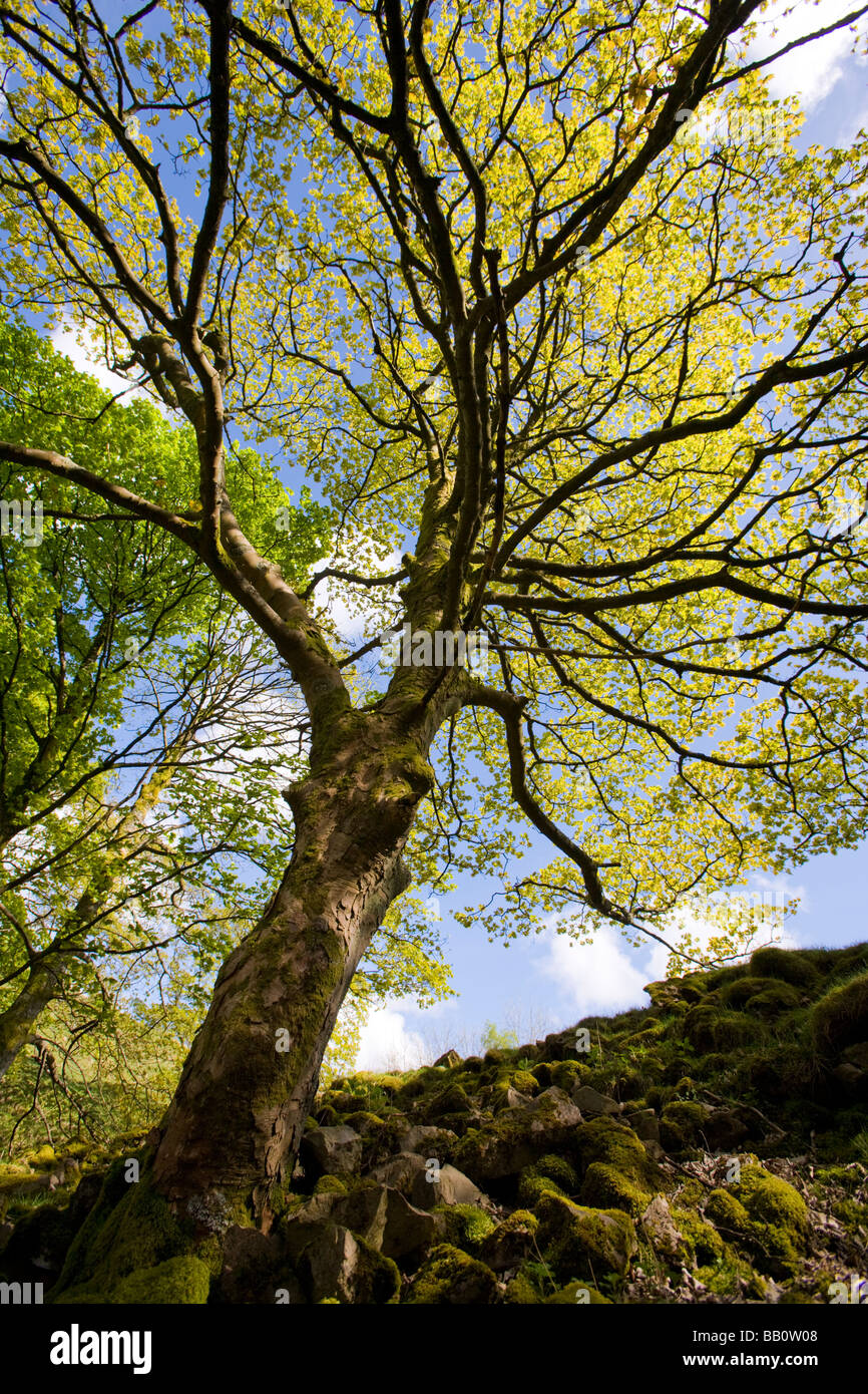 A tree in early leaf in spring Stock Photo - Alamy