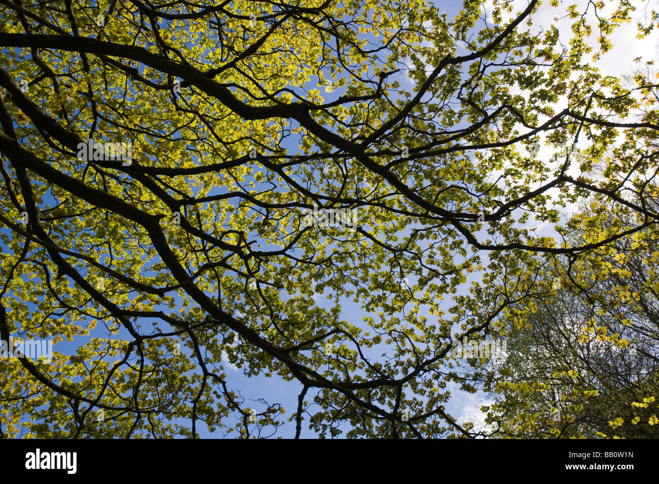 A tree in early leaf in spring Stock Photo - Alamy