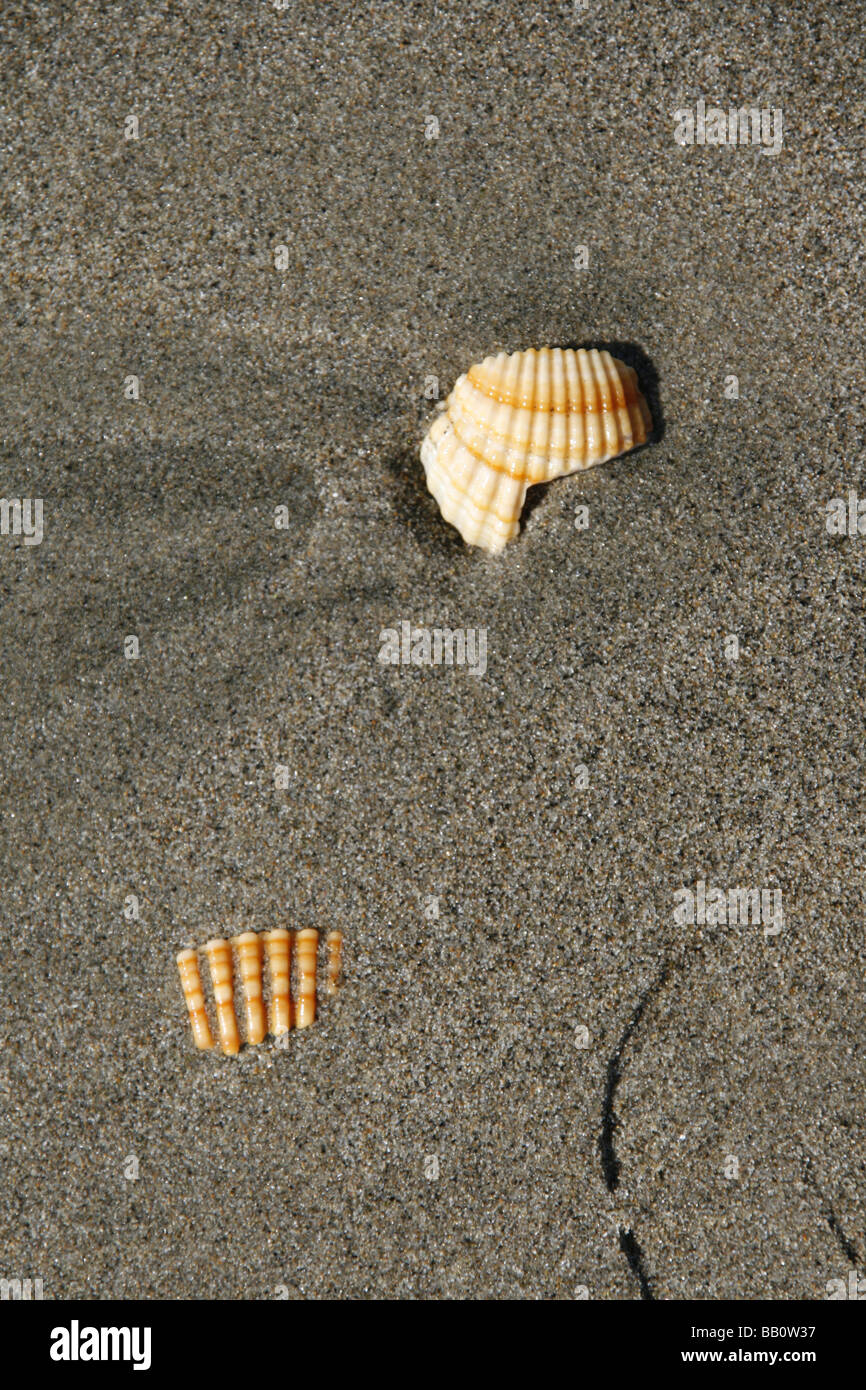 two sea shells washed up on sandy beach shore Stock Photo - Alamy