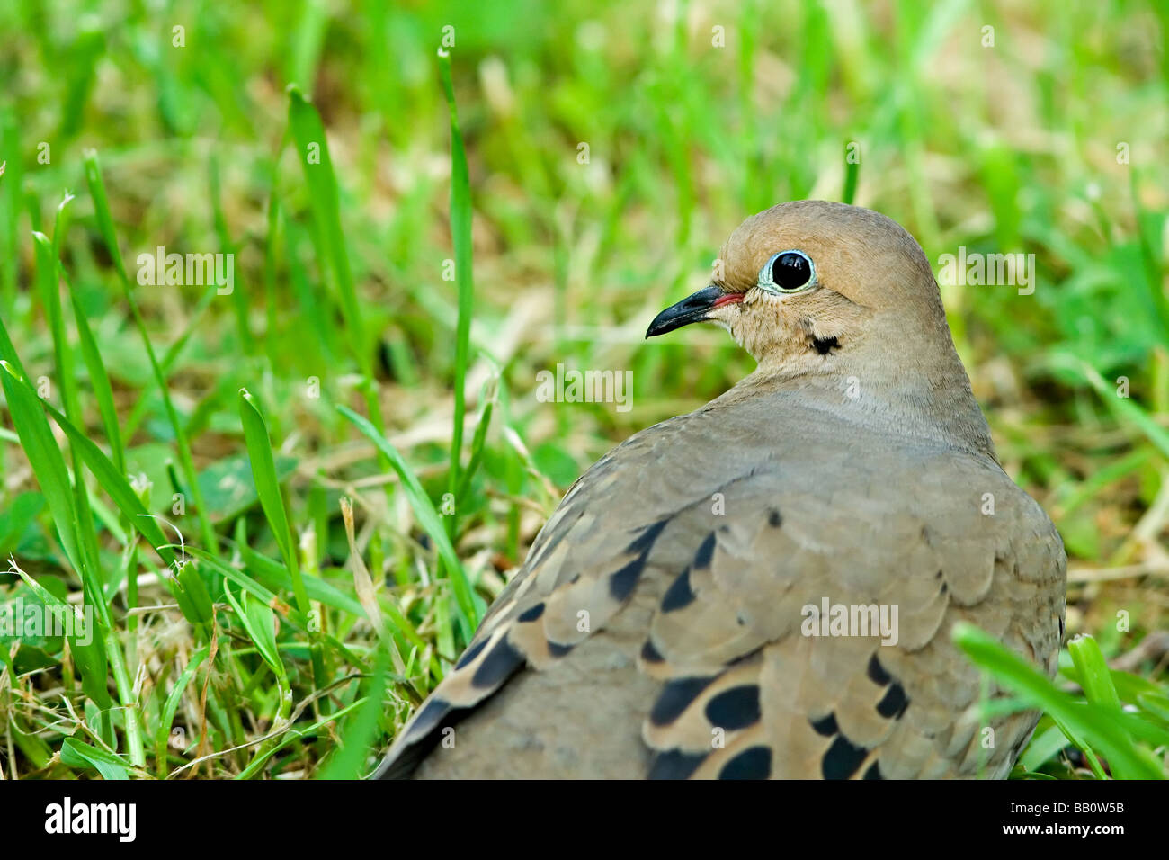 Mourning Dove Zenaida macroura Stock Photo - Alamy