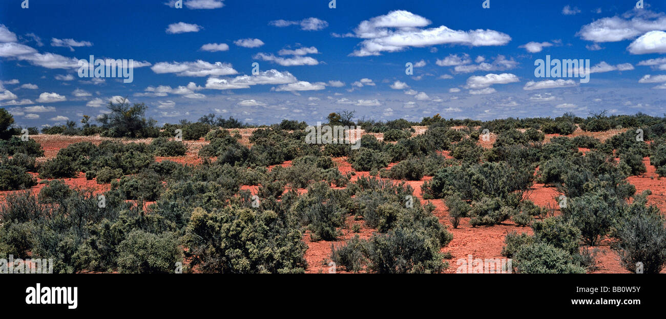 Bluebush, outback Australia Stock Photo - Alamy