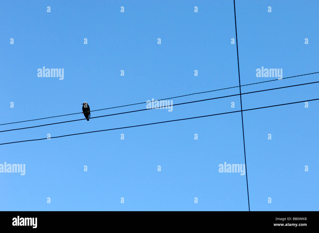 Birds On Phone Wires High Resolution Stock Photography and Images - Alamy