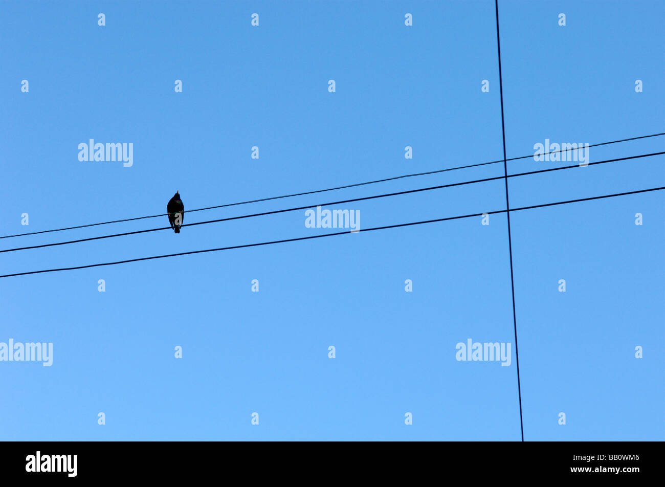 A bird on a telephone wire Stock Photo - Alamy