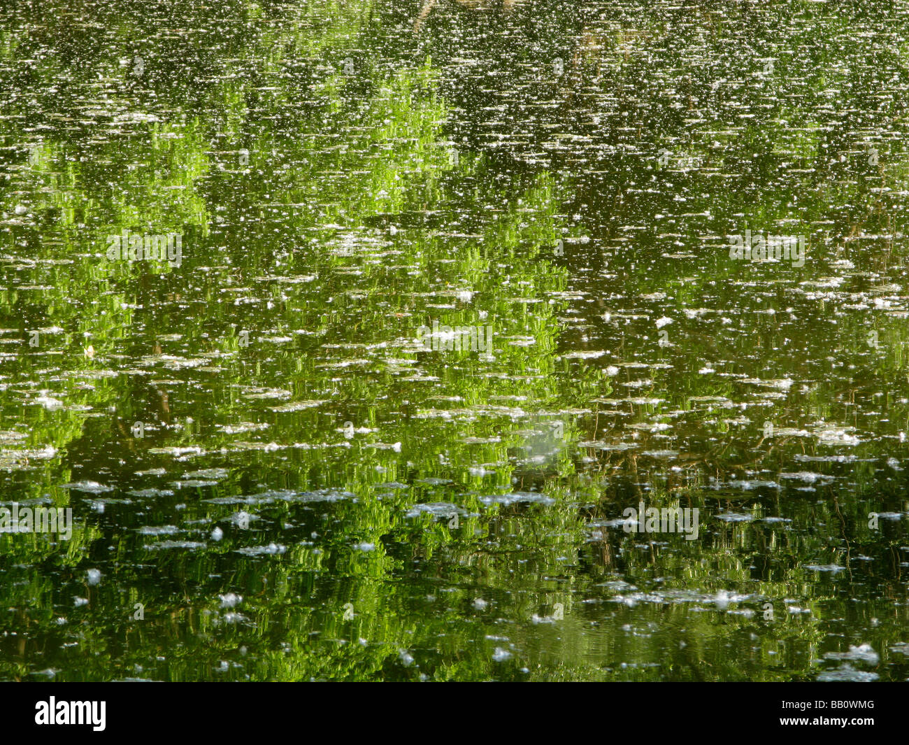 Summer day in the countryside: cottonwood trees release seeds in white ...