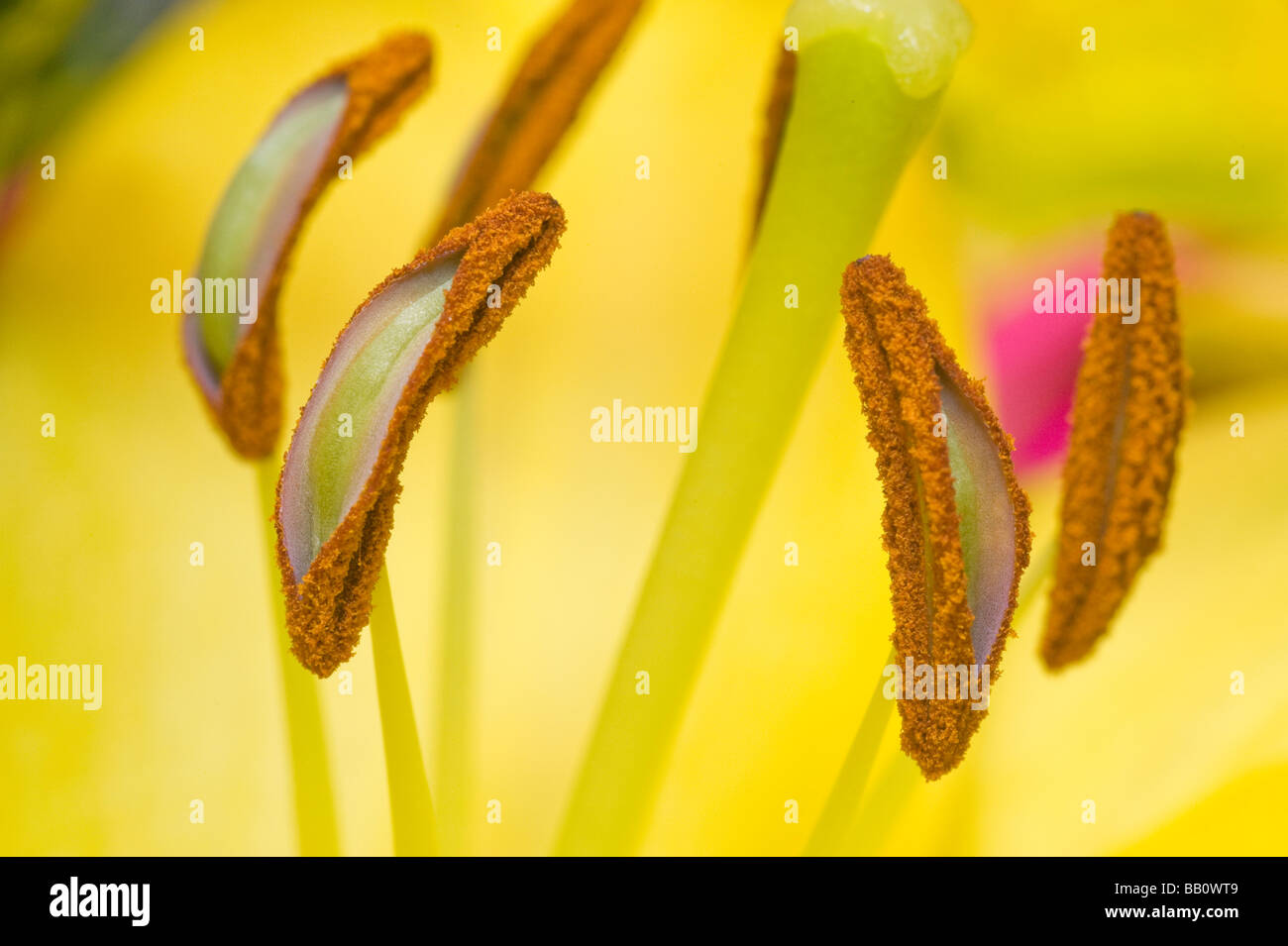 Extreme close-up of pollen in an Easter Lily Stock Photo - Alamy