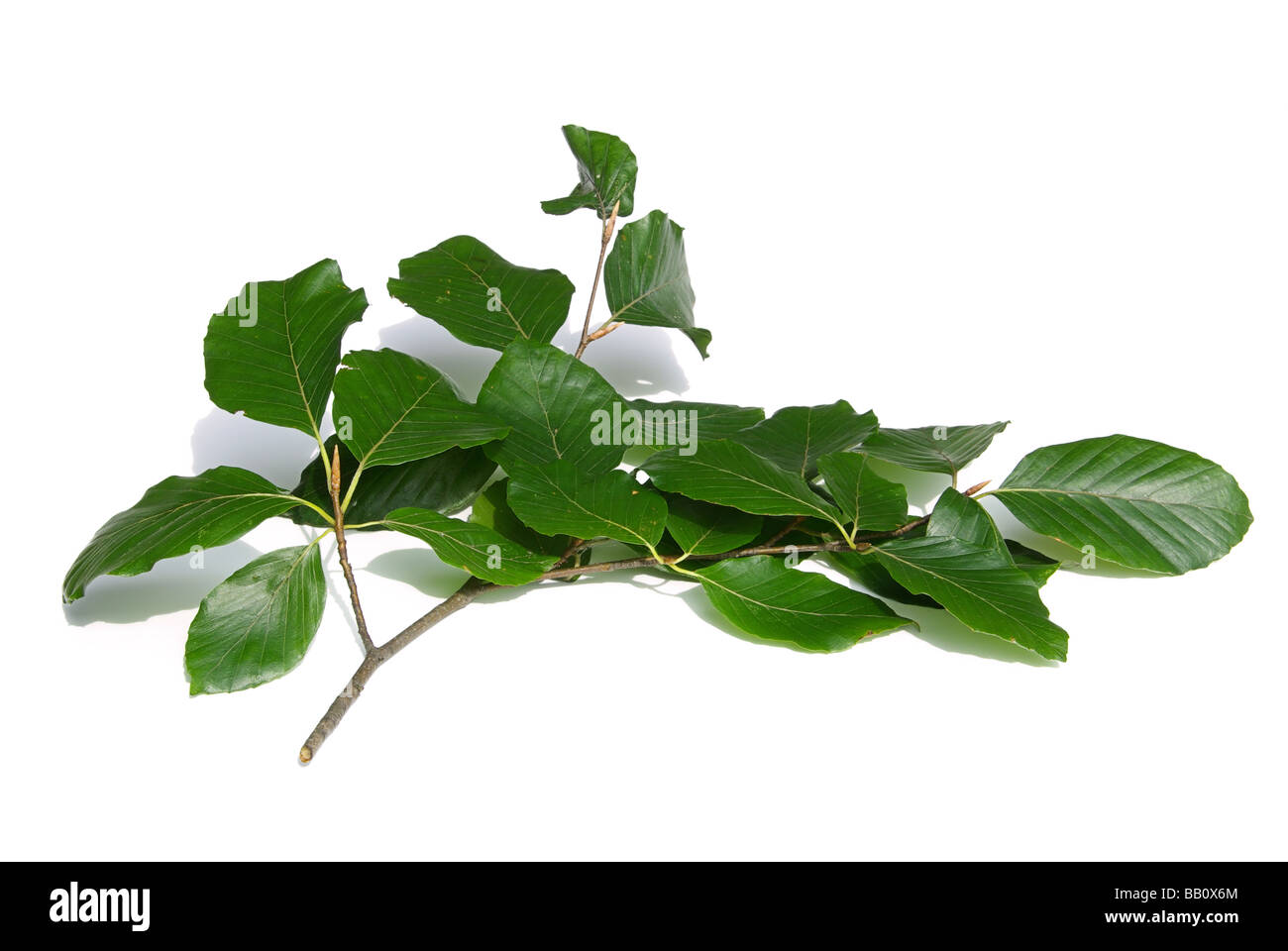 Beech Twig High Resolution Stock Photography and Images - Alamy