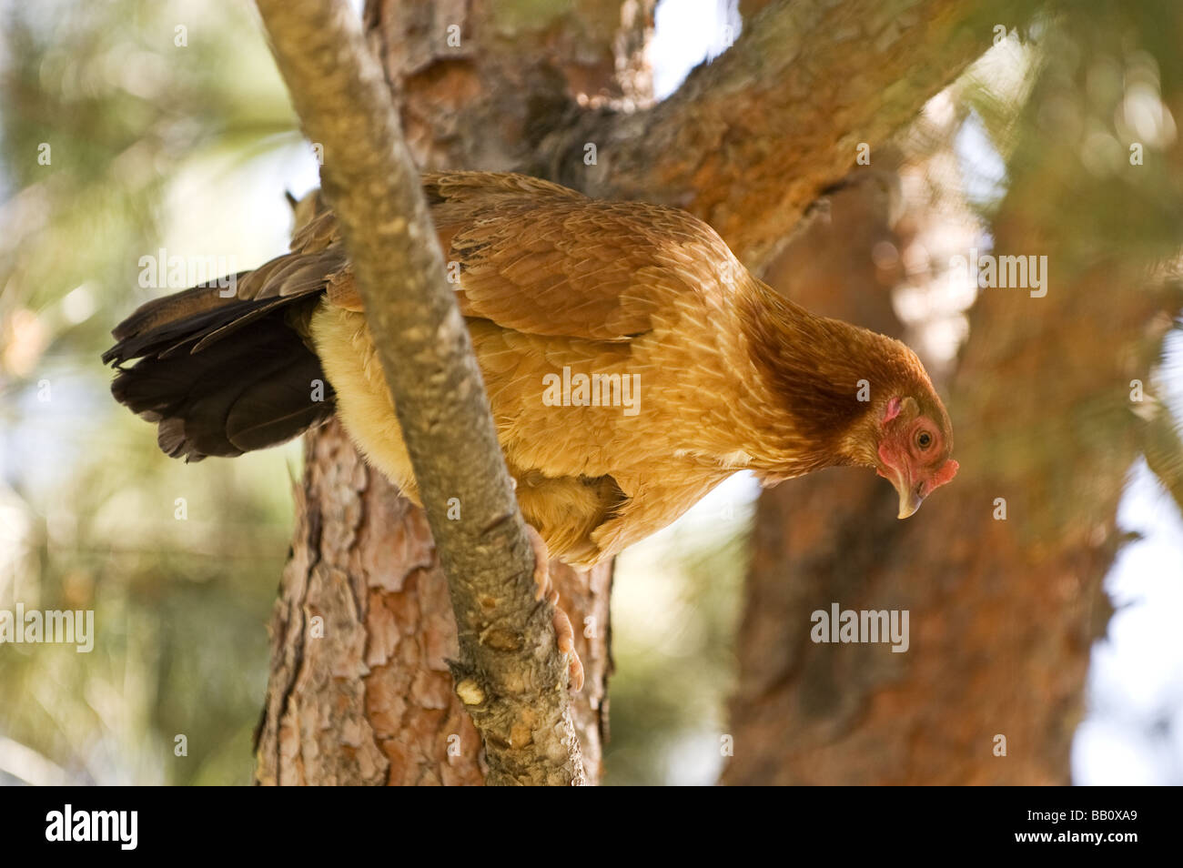 A chicken perching on the branch of a tree Stock Photo - Alamy