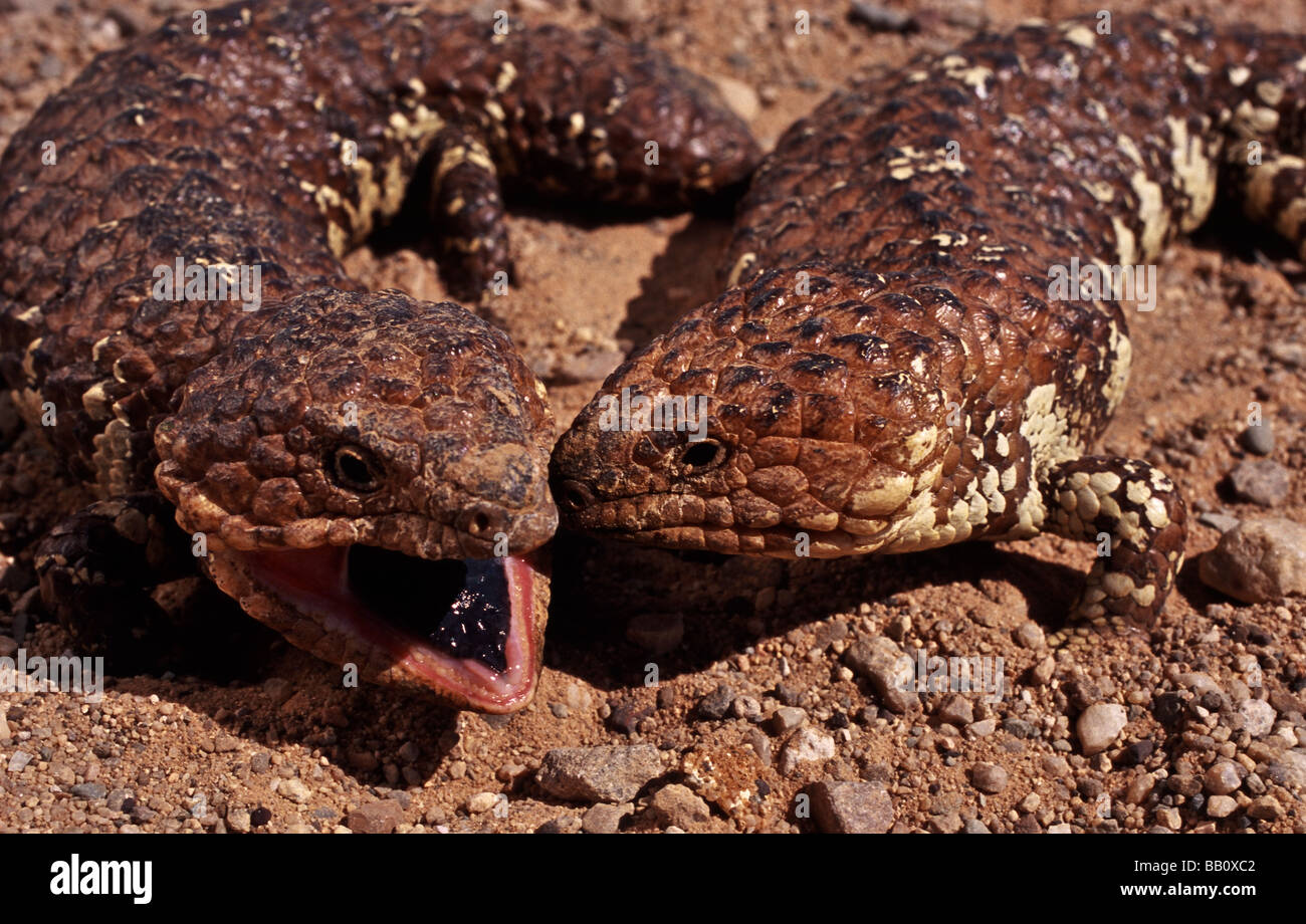 Shingleback lizard, outback Australia Stock Photo - Alamy