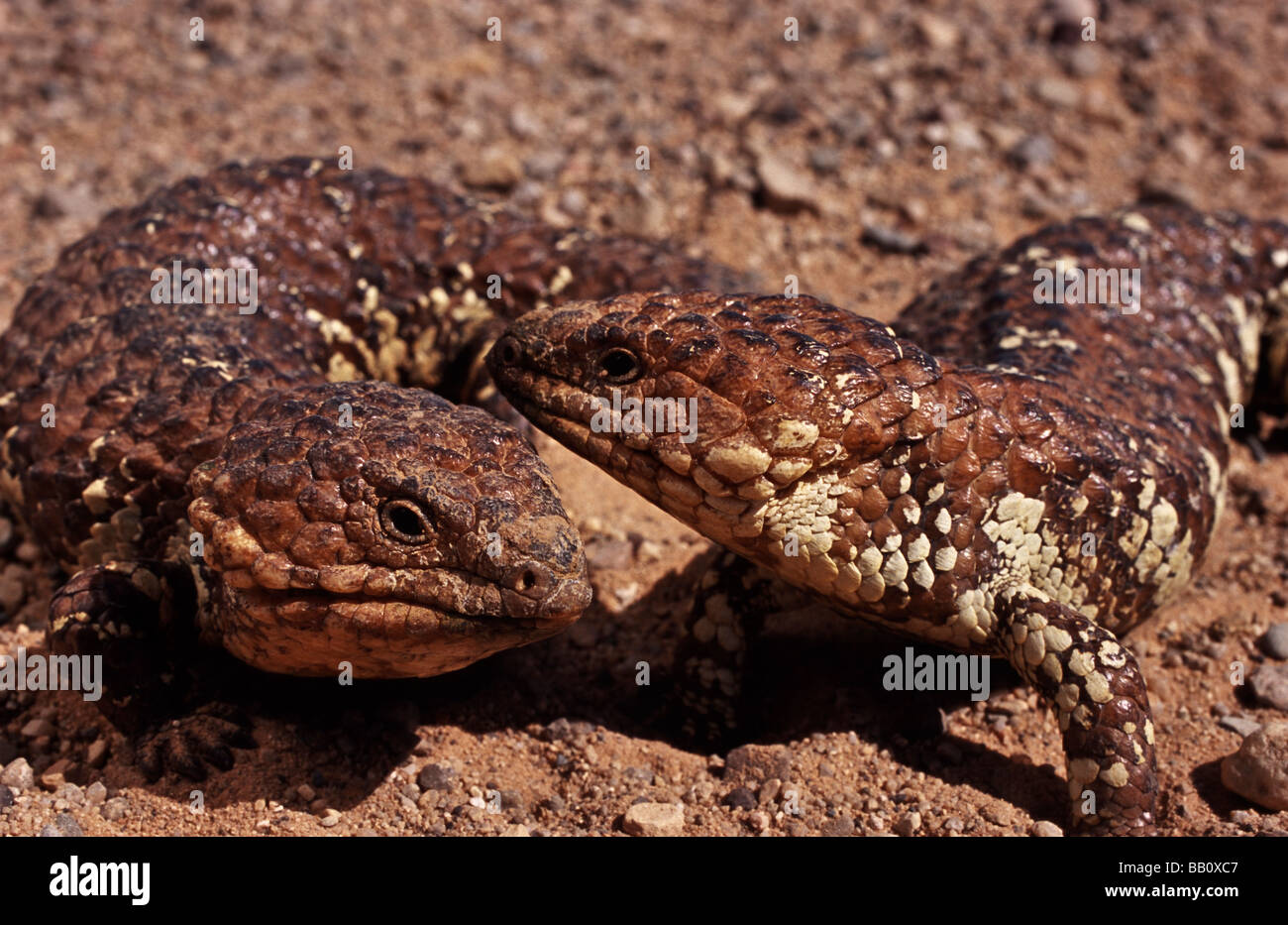 Shingleback lizard, outback Australia Stock Photo - Alamy