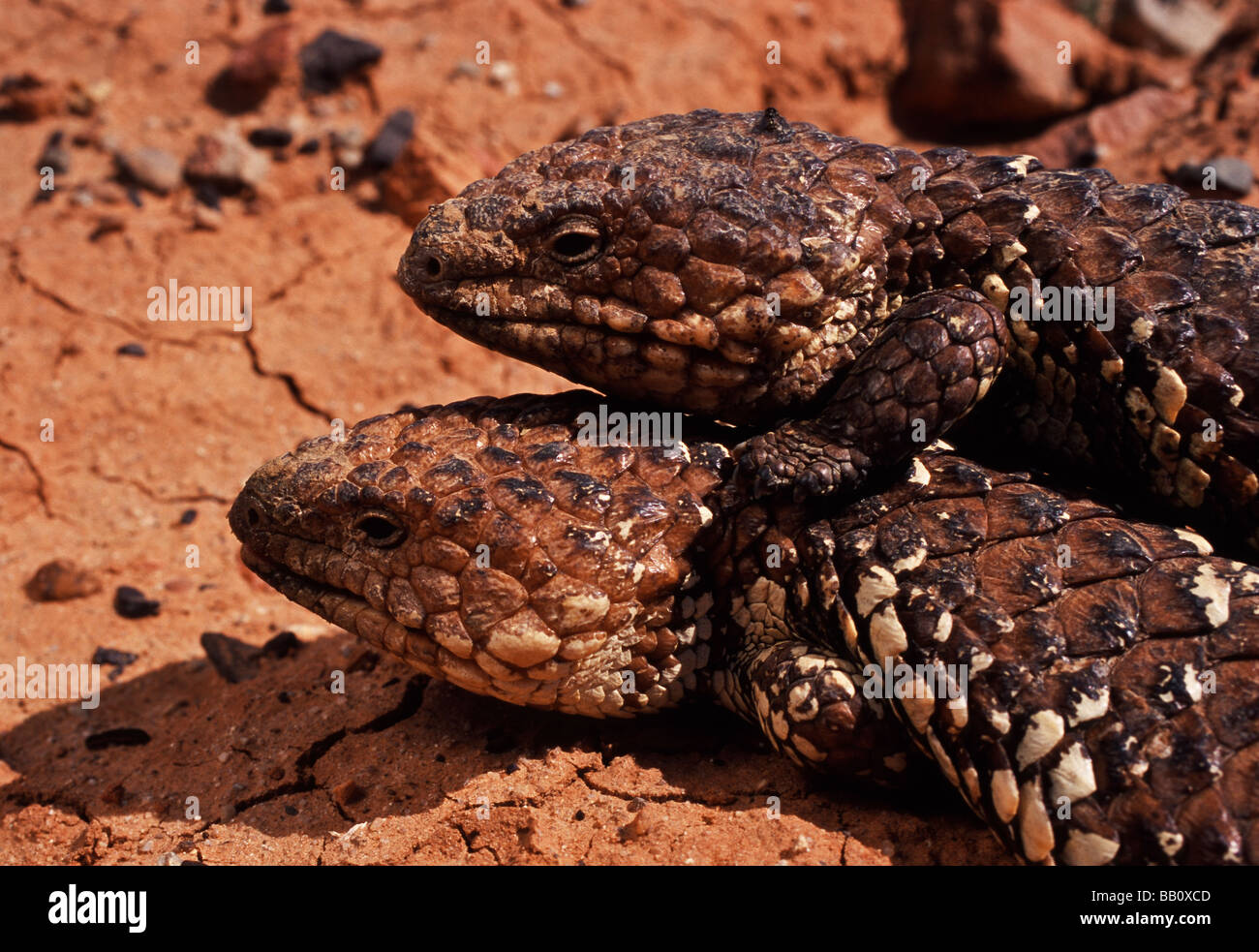 Shingleback lizard, outback Australia Stock Photo - Alamy