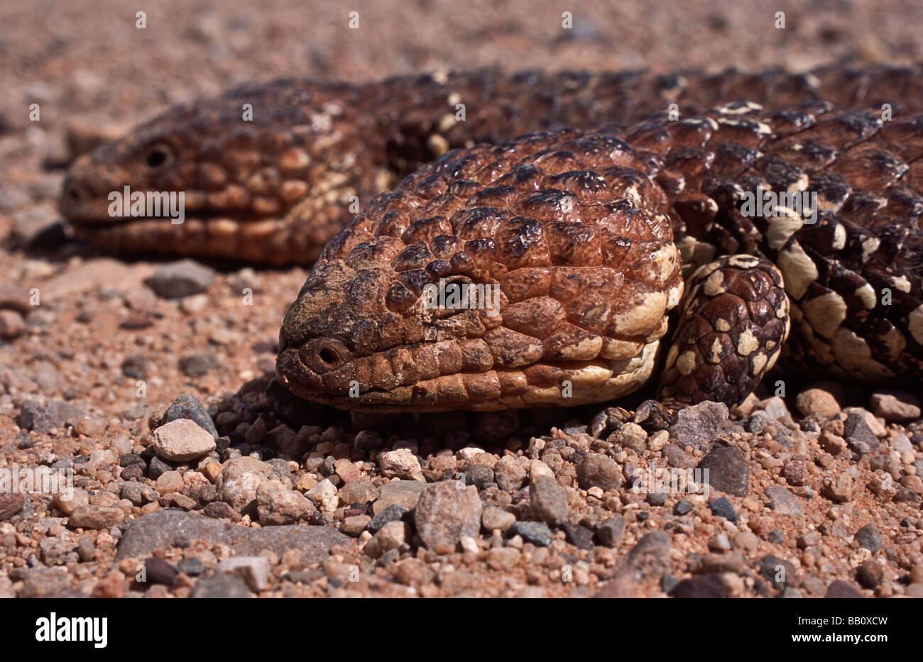 Unusual indigenous native wildlife reptiles animals hi-res stock ...