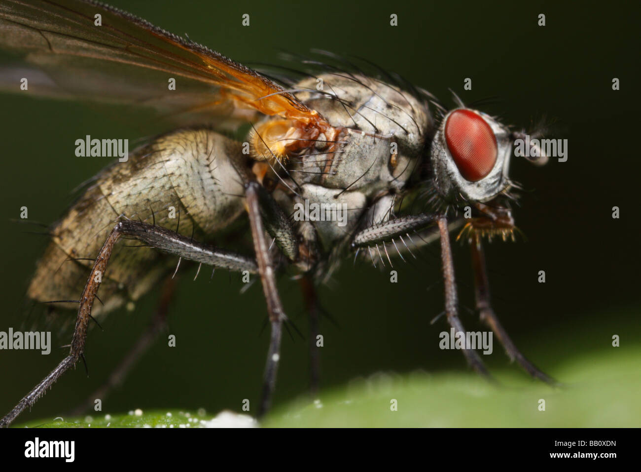 Musca domestica hi-res stock photography and images - Alamy