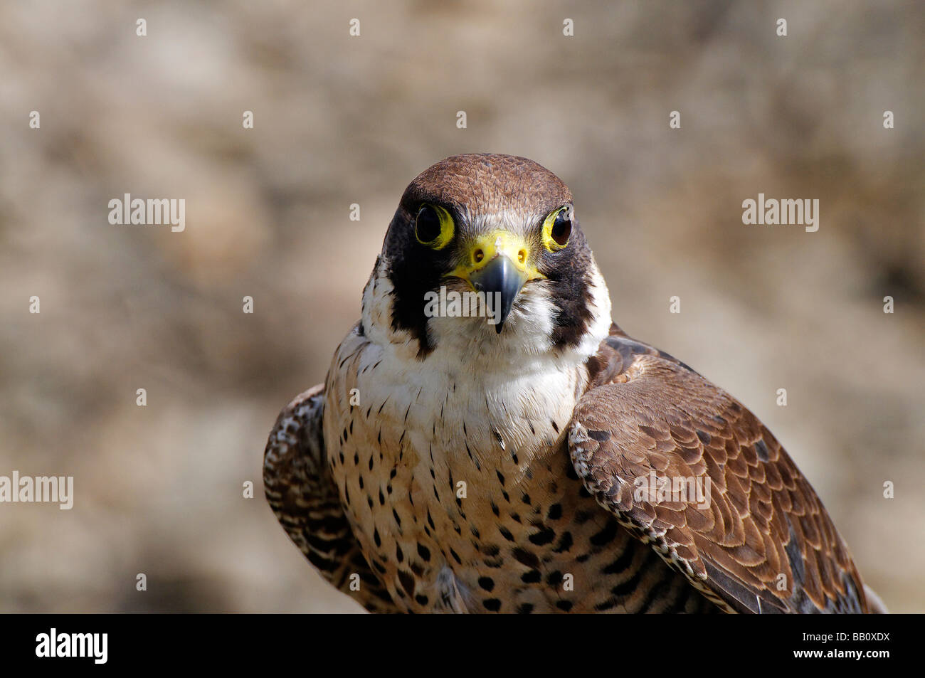 Peregrine falcon portrait Stock Photo - Alamy